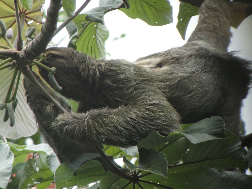 Und täglich grüßt das Faultier… – Blog Mio Tours